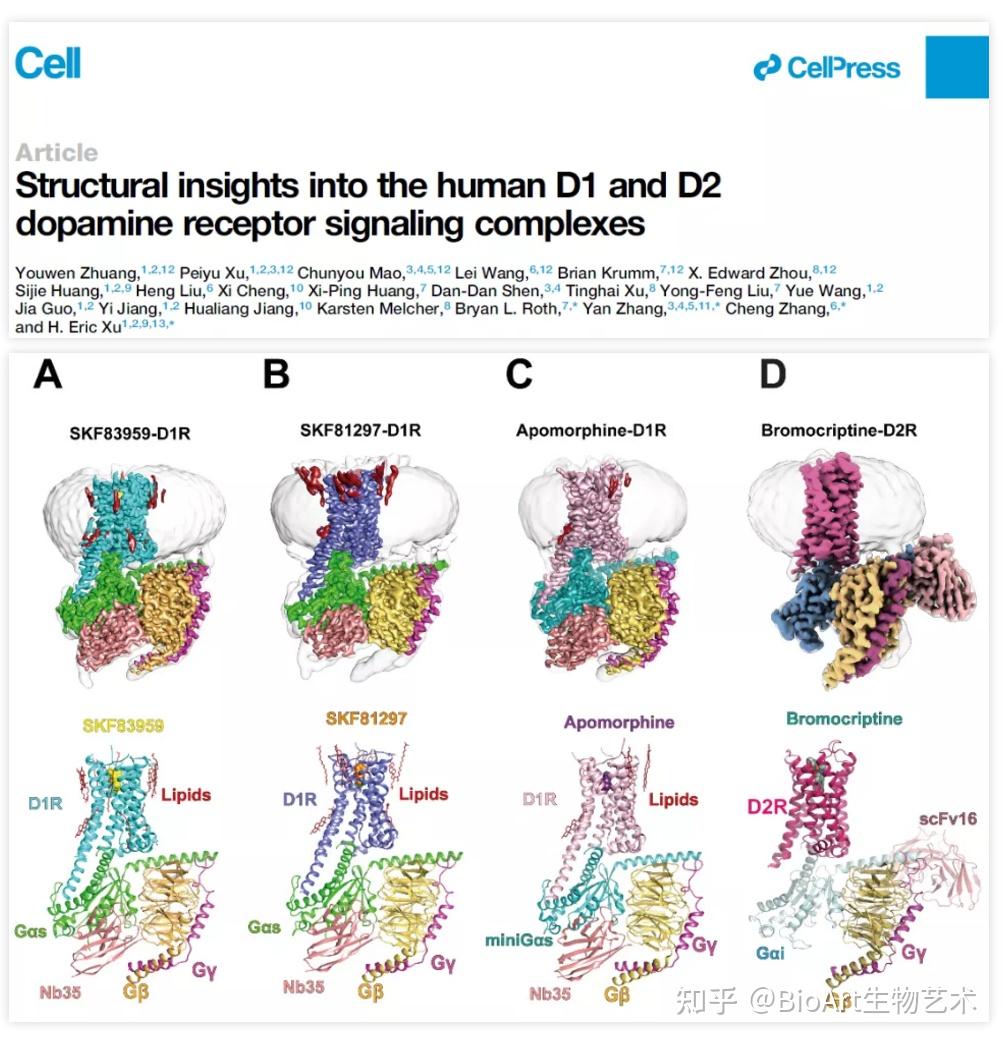 Cell | 徐华强/张诚/张岩合作揭示激活态多巴胺受体D1R和D2R配体选择性和G蛋白选择性的机理 - 知乎