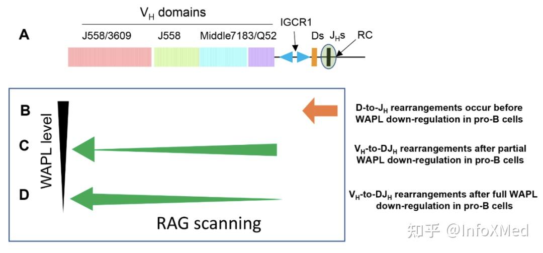 PNAS丨梁卓毅博士等揭示CTCF结合元件在V(D)J抗体重排中的调控机理 - 知乎