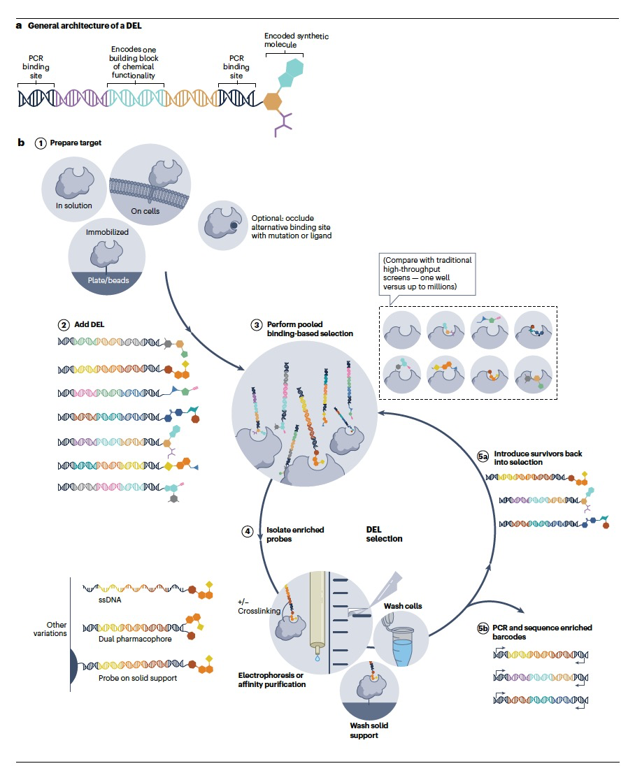 Nat. Rev. Drug. Discov. | 通过DNA编码库进行小分子发现 - 知乎