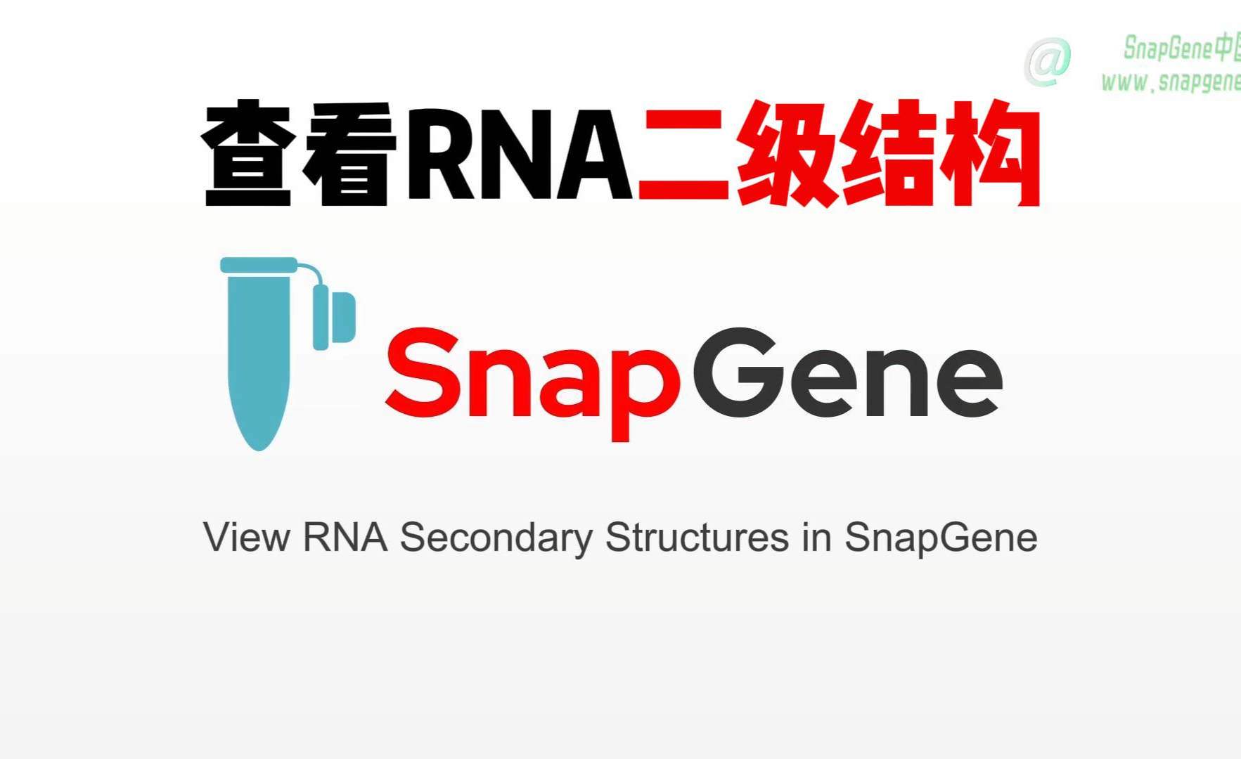 SnapGene 查看RNA二级结构 - 知乎