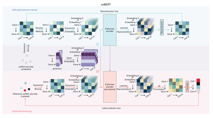 Nature Machine Intelligence | scBERT深度语言模型用于单细胞类型标注 - 知乎