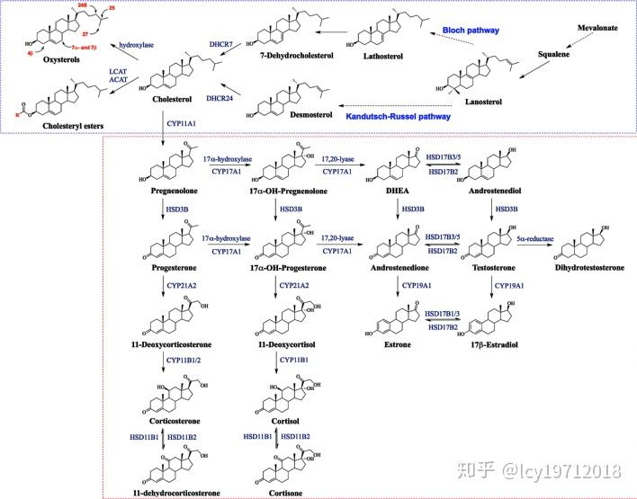 类固醇激素的合成与作用机制 - 知乎