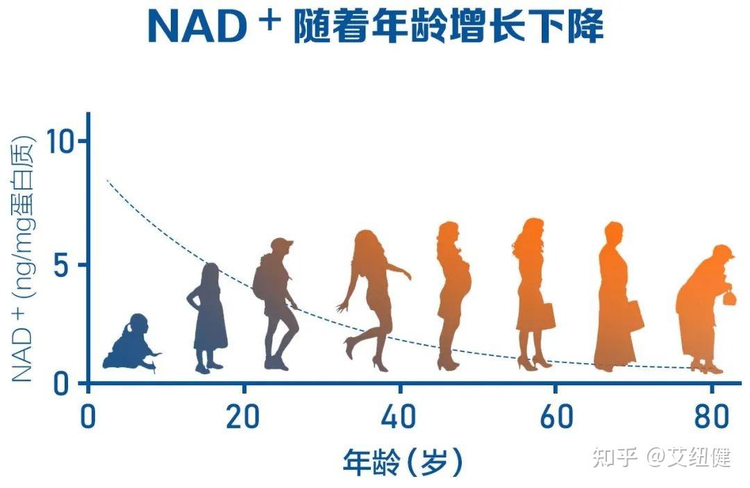 NAD+是什么？和NMN有什么关系？二者有何区别？ - 知乎