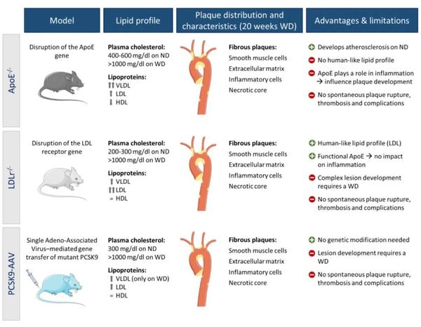 【新品推荐】AAV-PCSK9构建动脉粥样硬化模型 - 知乎