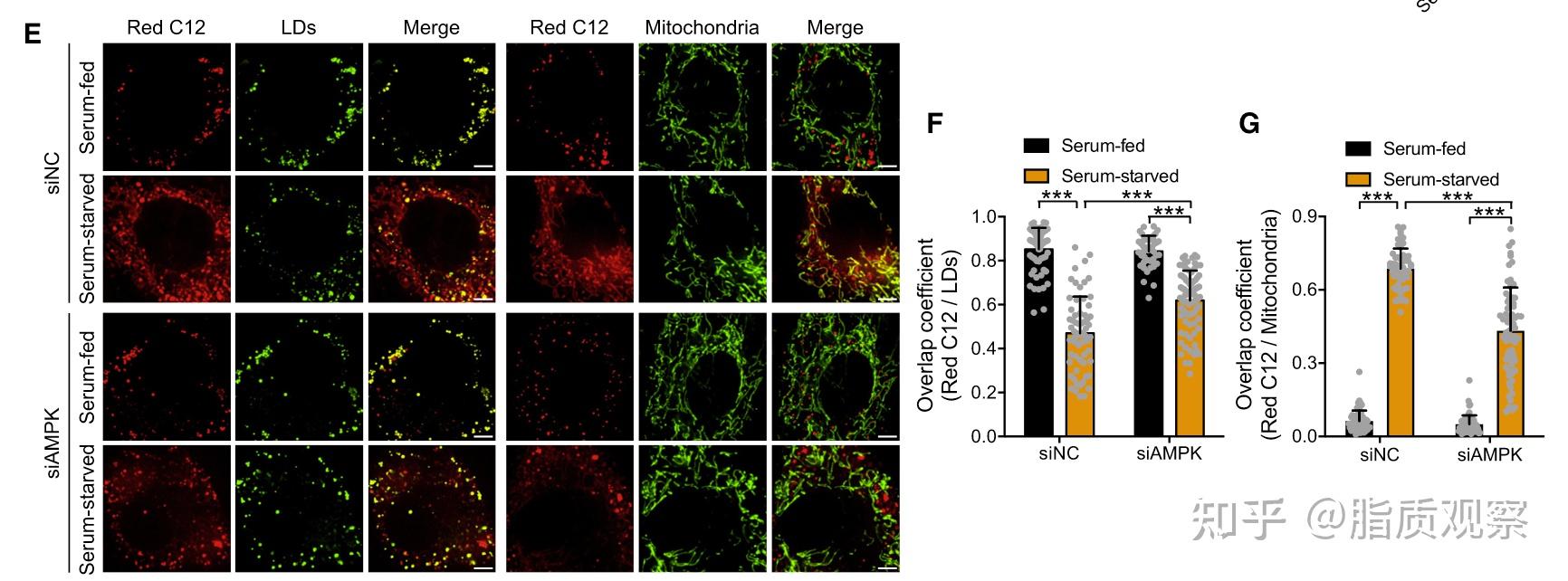 AMPK通过调节Rab8a-Plin5互作促进脂滴线粒体互作 - 知乎