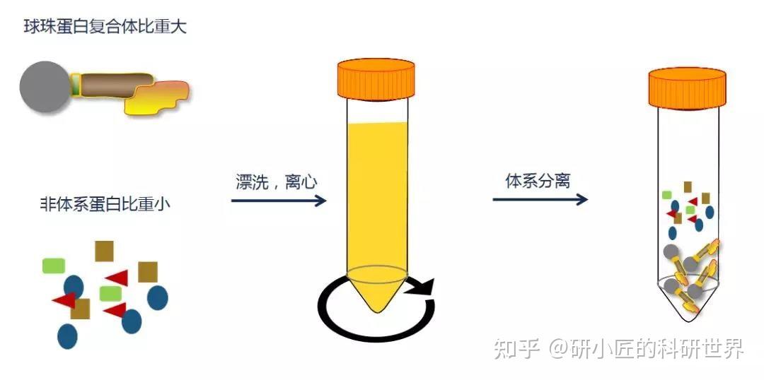 pull down实验结果怎么看? - 知乎