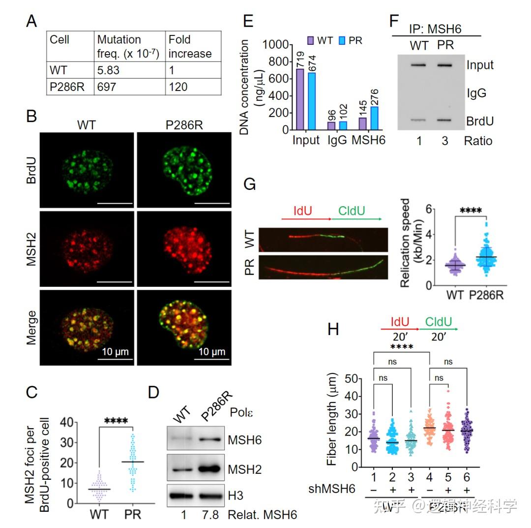 PNAS | 德克萨斯大学西南医学中心张君秋等课题组揭示DNA错配修复蛋白促进复制叉不稳定 - 知乎