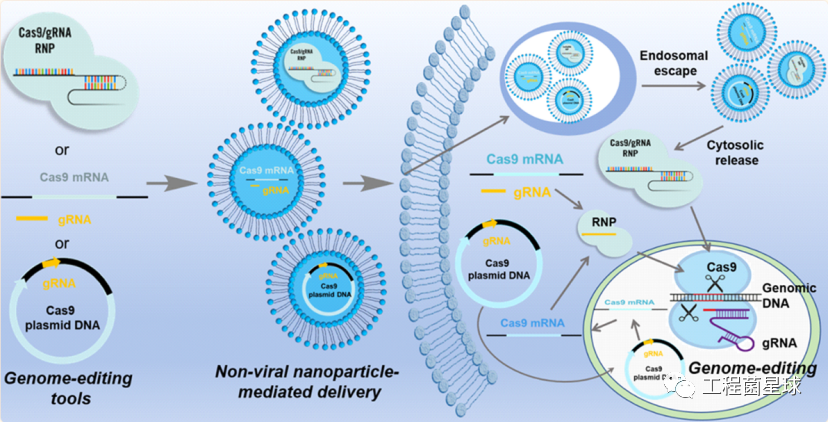【耀文解读】综述|一文读懂LNP递送系统赋能CRISPR/Cas9肿瘤治疗应用 - 知乎