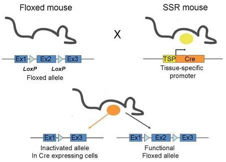 【小鼠大学问】条件性基因敲除小鼠，高分paper必杀器 - 知乎