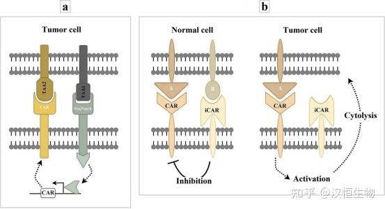肿瘤治疗种子选手——CAR-T的结构拆解 - 知乎