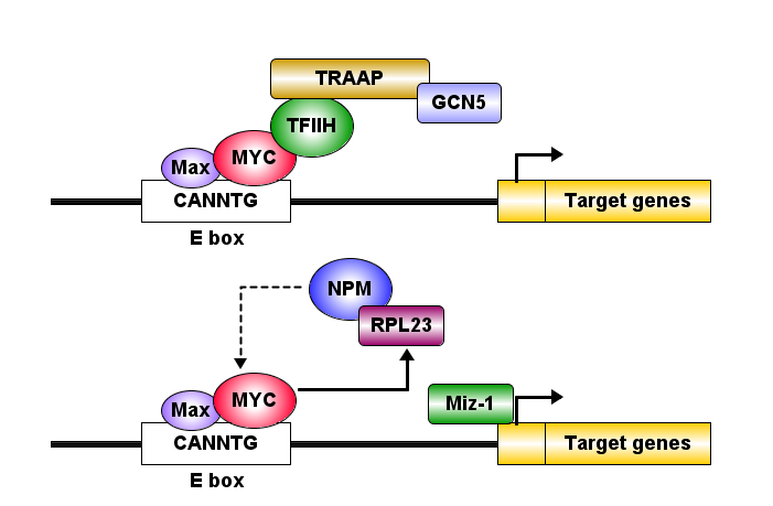 请问什么软件可以画出这种基因序列示意图？ - 知乎
