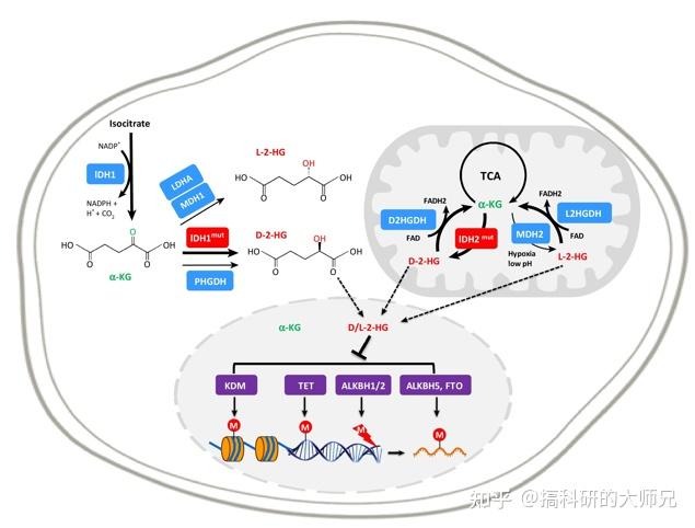 研究生如何进行文献精读？主刊Science教你大热的代谢免疫研究思路—肿瘤细胞分泌促癌代谢物D-2HG抑制CD8 T细胞糖酵解 - 知乎