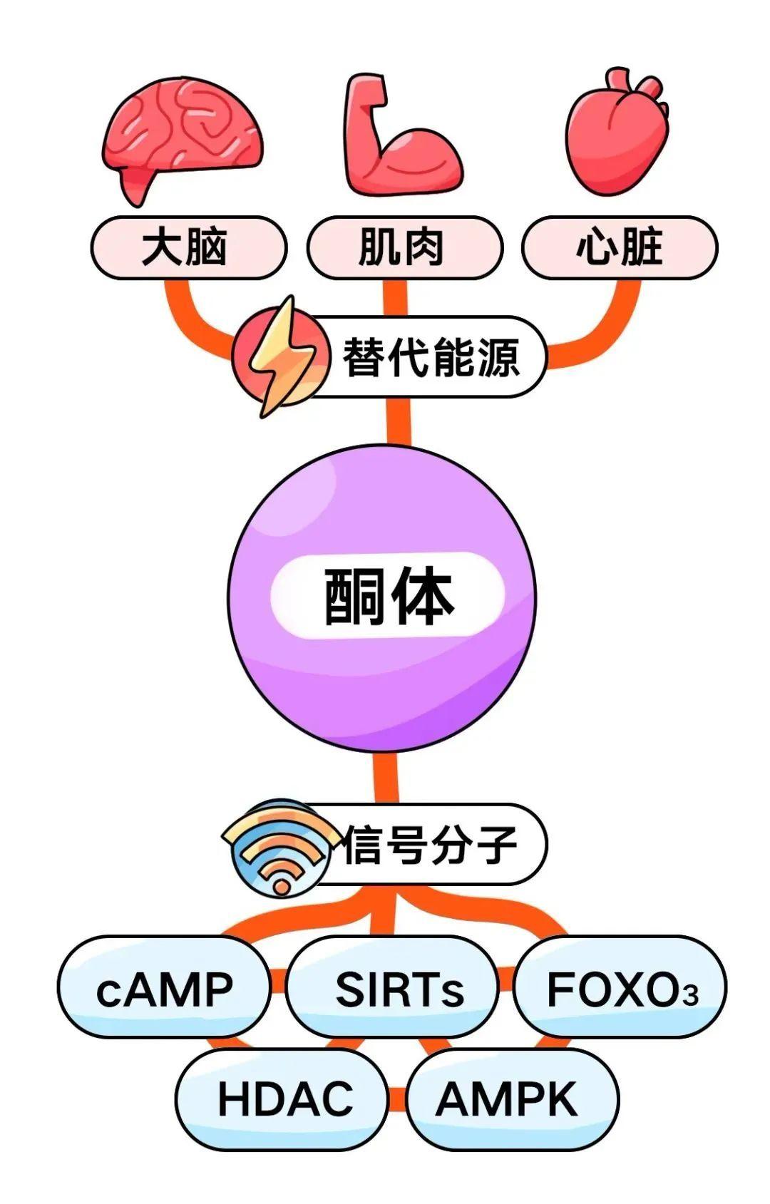 酮体产生后，到底能做什么？ - 知乎