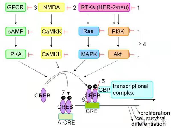 CREB、BDNF 与脑部衰老 - 知乎