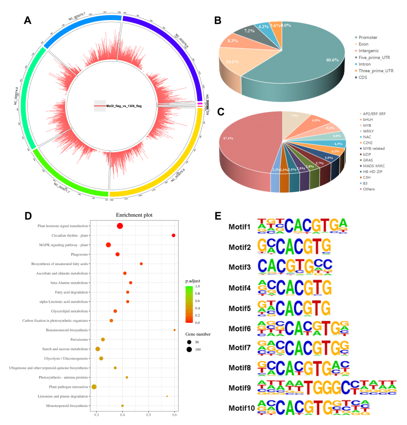 项目文章 | ChIP-seq、DAP-seq和全转录组联合分析探究油柿MeGI转录因子的调控机制 - 知乎