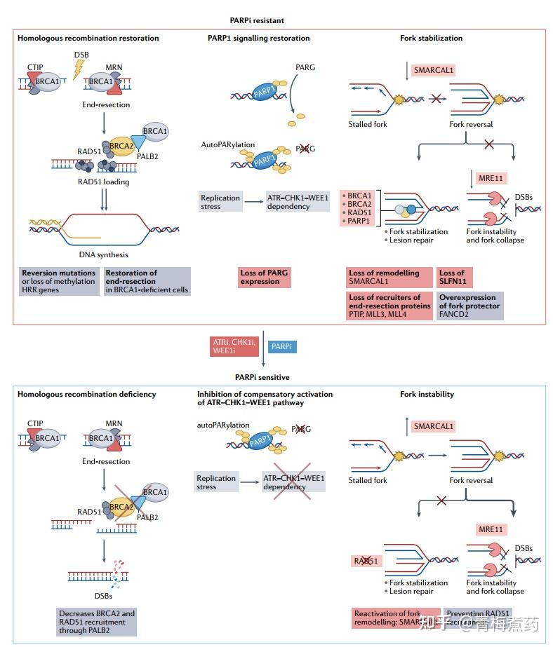 Nature Reviews | 靶向免疫应激用以抗肿瘤治疗 - 知乎