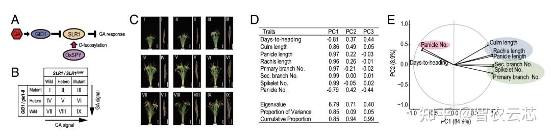 PNAS | GWAS主成分分析鉴定了一个水稻构型综合调控基因 - 知乎