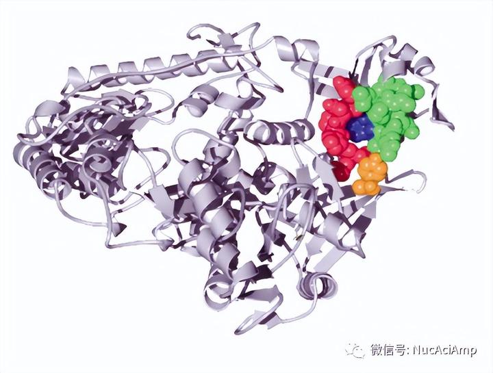史上最全高保真DNA聚合酶（Family B）特点详解 - 知乎