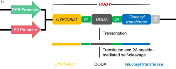 RUBY报告系统 | 一种新的可直接通过肉眼观察植物组织累积红色甜菜碱的报告系统 - 知乎