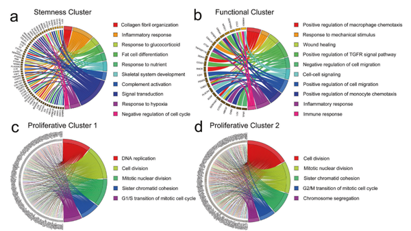 项目文章丨单细胞转录组测序揭示人骨髓间充质干细胞亚群功能 - 知乎