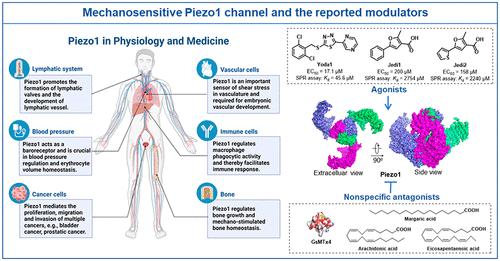治疗早产的新靶点:Piezo1 - 知乎