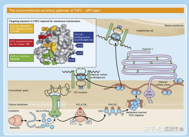 FGF2：纷繁复杂的调控因子 - 知乎