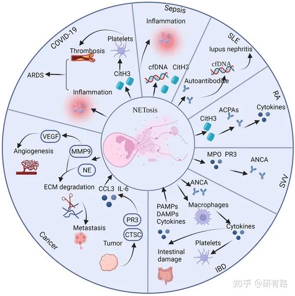 NETosis，这种涉及多种课题的中性粒细胞死亡方式，可以为大多数的临床研究上大分 - 知乎