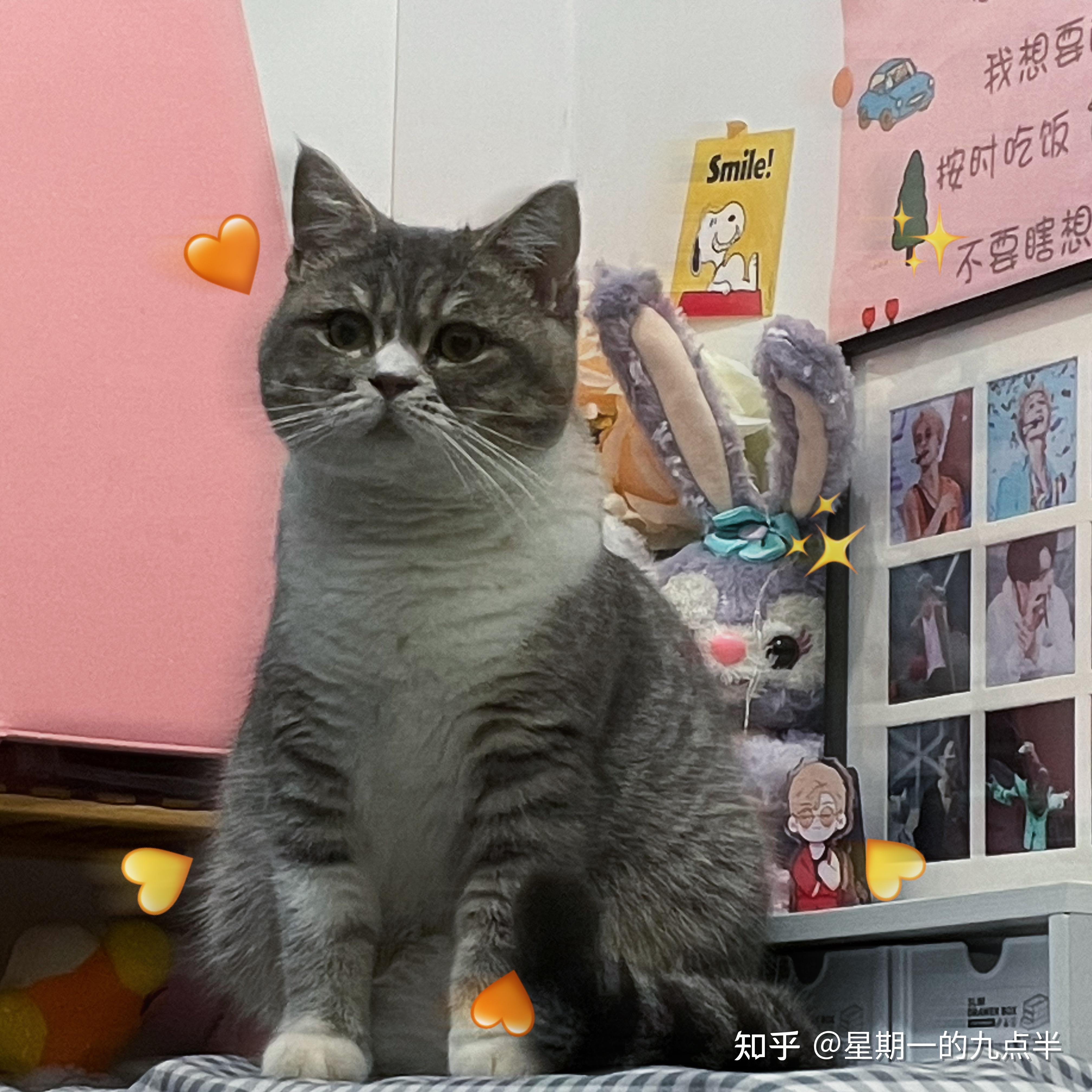 猫咪怎么减肥 知乎