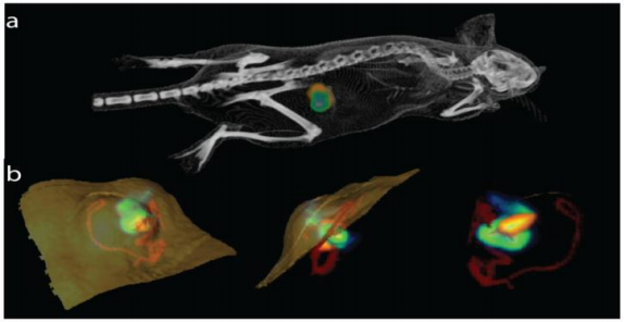 IVIS 活体光学成像技术概述 - 知乎
