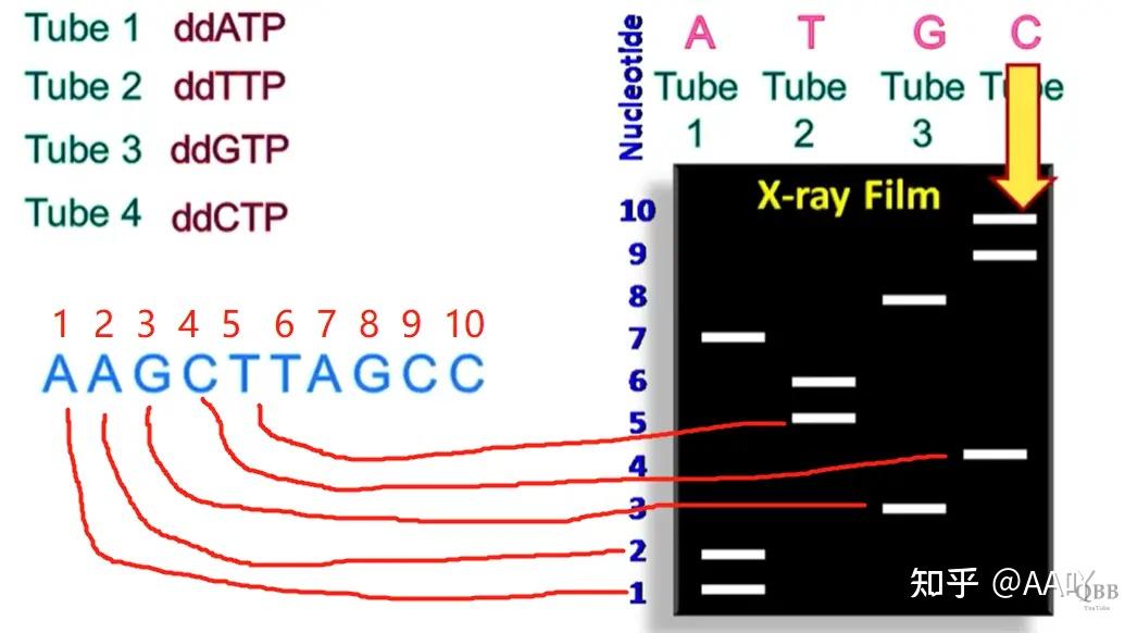 测序峰图如何看（转载） - 知乎
