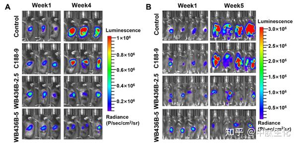Clin Cancer Res: 使用小分子抑制剂选择性靶向STAT3是治疗胰腺癌的一种潜在策略 - 知乎