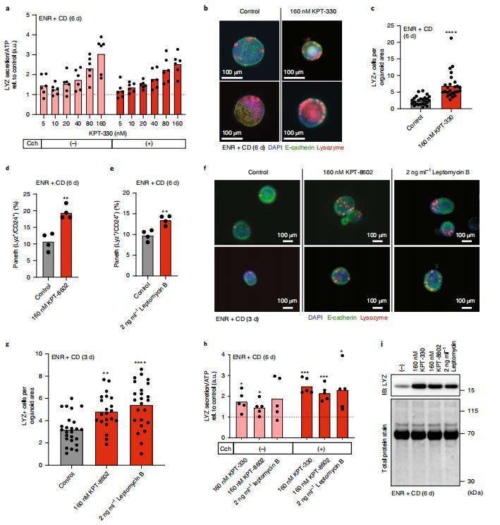 肺动脉高压机制研究新发现 - 知乎