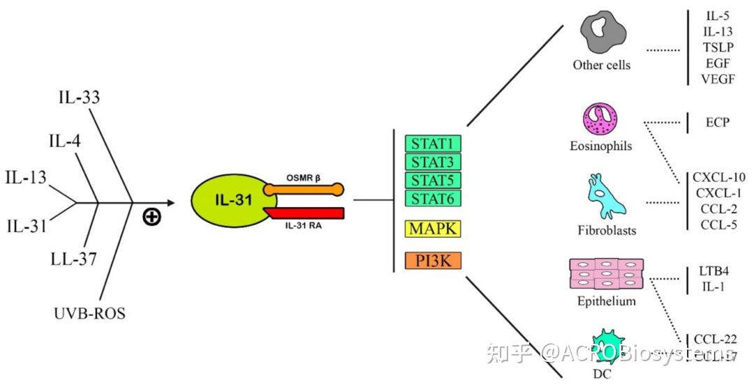 【靶点新势力】炎症导向型IL-31，前路漫漫亦灿灿 - 知乎