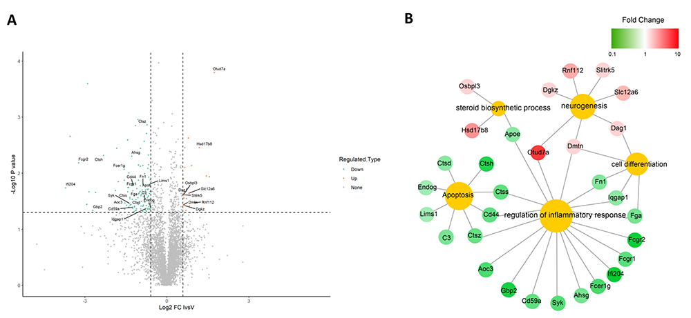 IF=9.59【客户文章】深大医学部常春起与张健团队发现出血性脑卒中后靶向蛋白多糖受体保护白质完整性并促进神经功能恢复 - 知乎