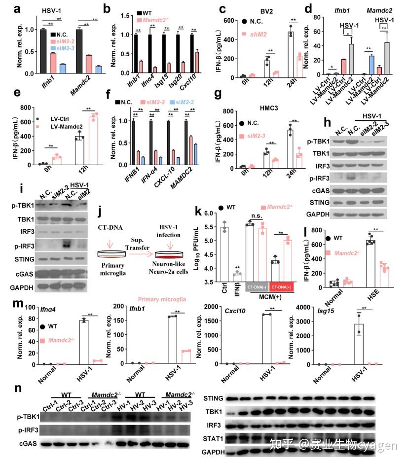 IF:38.63，MAMDC2介导的小胶质细胞先天性抗病毒免疫与阿尔茨海默症相关——暨南大学王一飞教授团队新发现 - 知乎