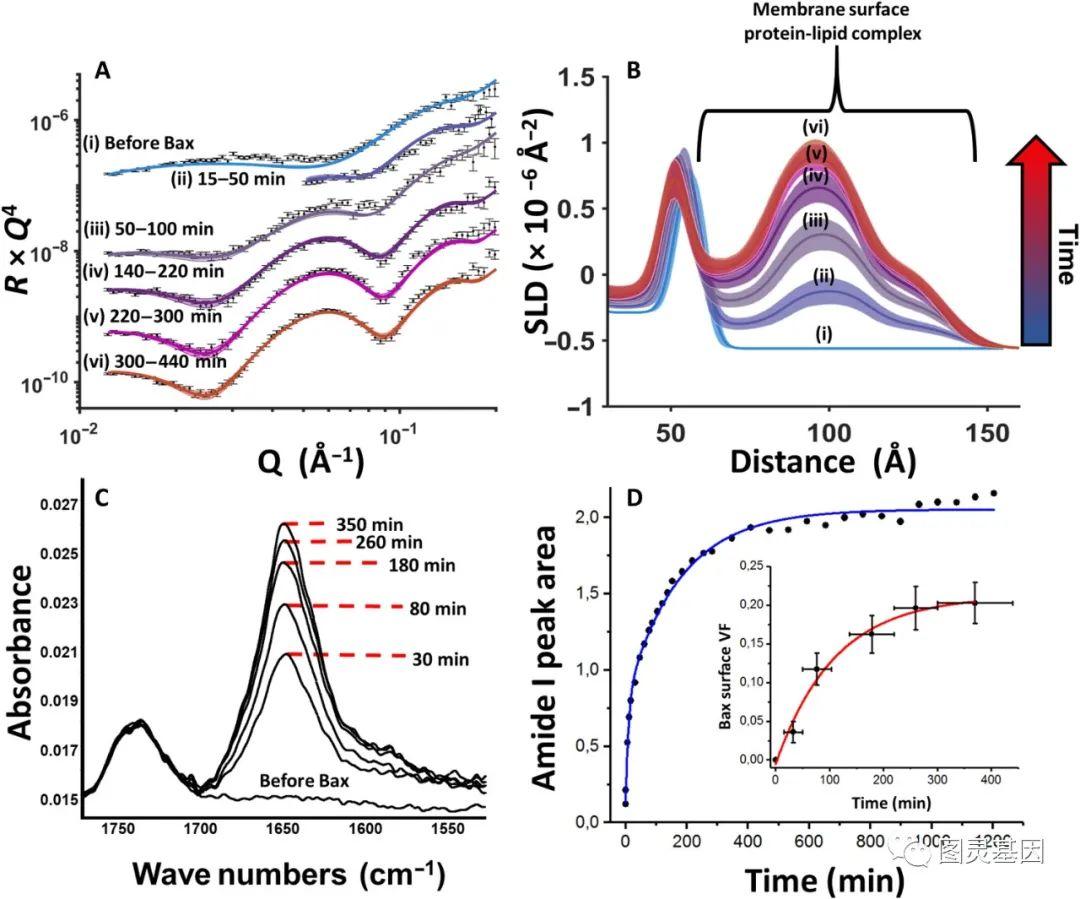 Sci Adv | 中子反射法研究线粒体膜穿孔蛋白在细胞凋亡中的作用 - 知乎