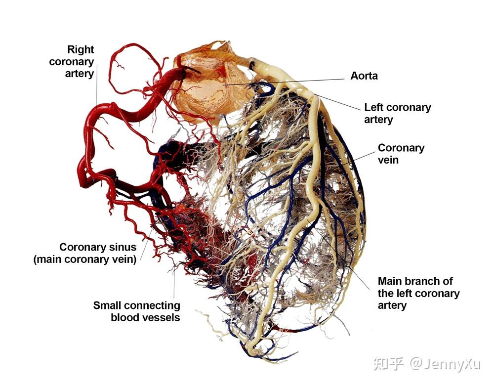 The heart 01 – Coronary circulation - 知乎