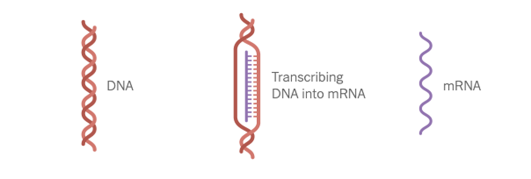 收藏！mRNA工艺技术平台之(2)mRNA原液 - 知乎