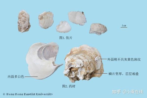 牡蛎（中药材资料、含牡蛎的中成药） - 知乎