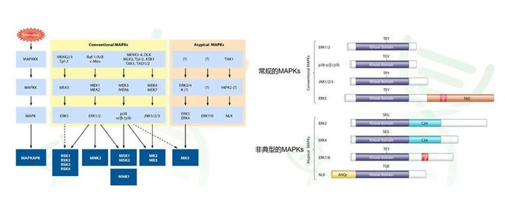 MAPK通路(ko04010)专题解析（上） - 知乎