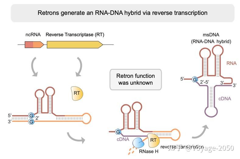 Retron与原核生物抗噬菌体感染 - 知乎