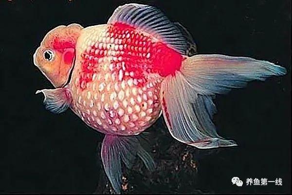 水生生物图文欣赏：金鱼赏阅(下)---文种金鱼64种 - 知乎