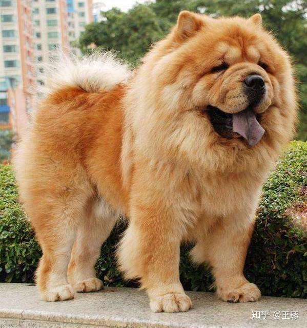 本犬纲目（中国本土狗品种大全) - 知乎