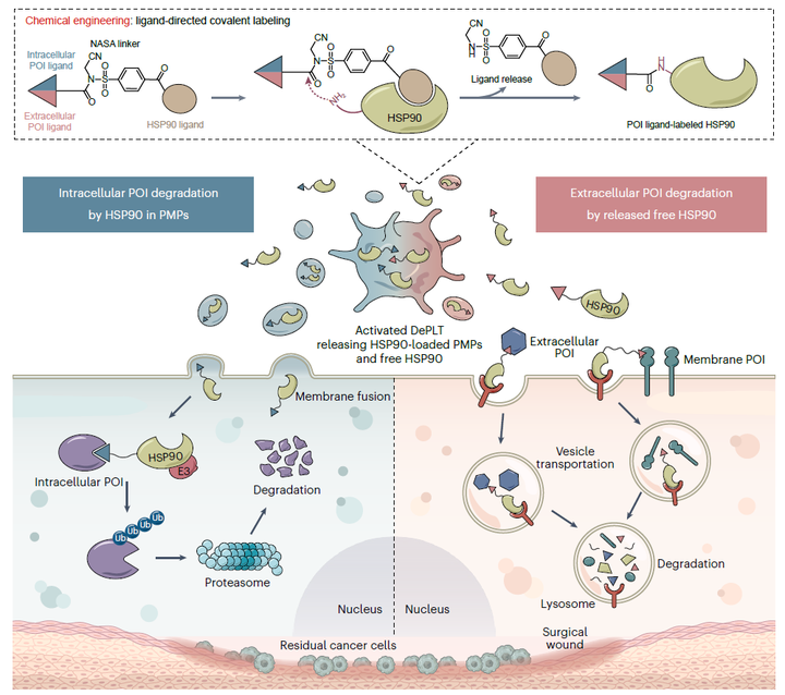PROTAC之后，DePLT来了 | Nature子刊 - 知乎