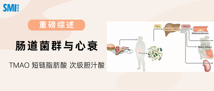 文献分享丨Nat Rev Cardiol肠道菌群与心衰 - 知乎