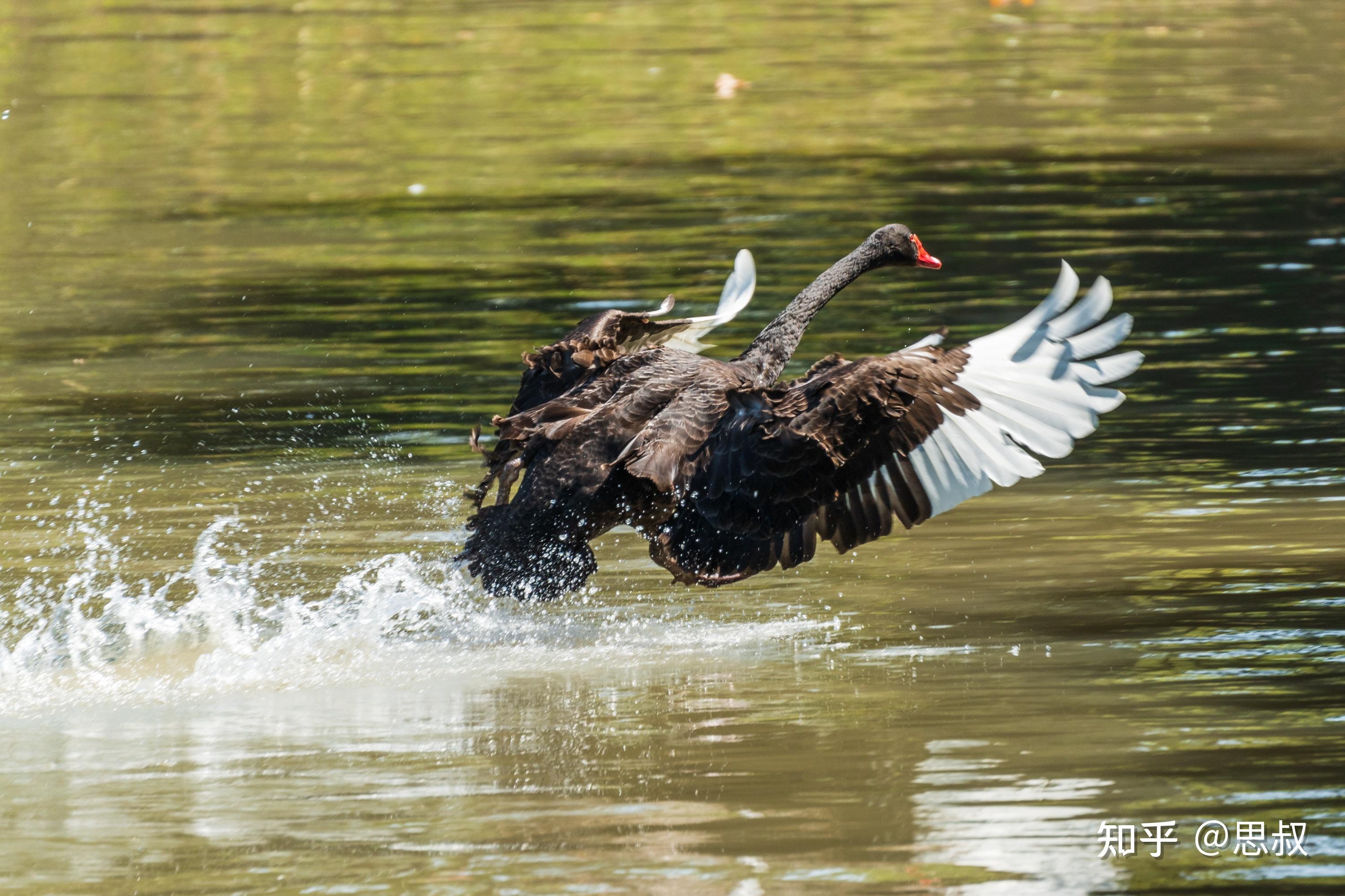 索尼a7m4与佳能R62怎么选? - 知乎