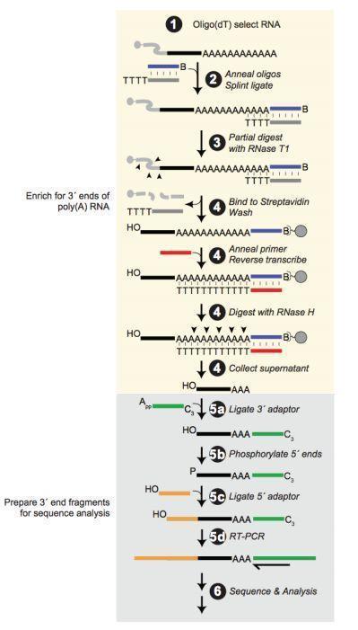 TargetScan：miRNA靶基因数据库 - 知乎