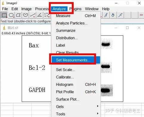 关于Western blot的灰度分析？ - 知乎