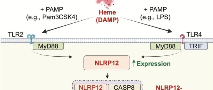 Cell丨NLRP12——PANoptosis新关键分子 - 知乎