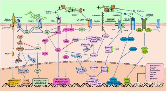 胃癌潜力靶点：Claudin 18.2 - 知乎